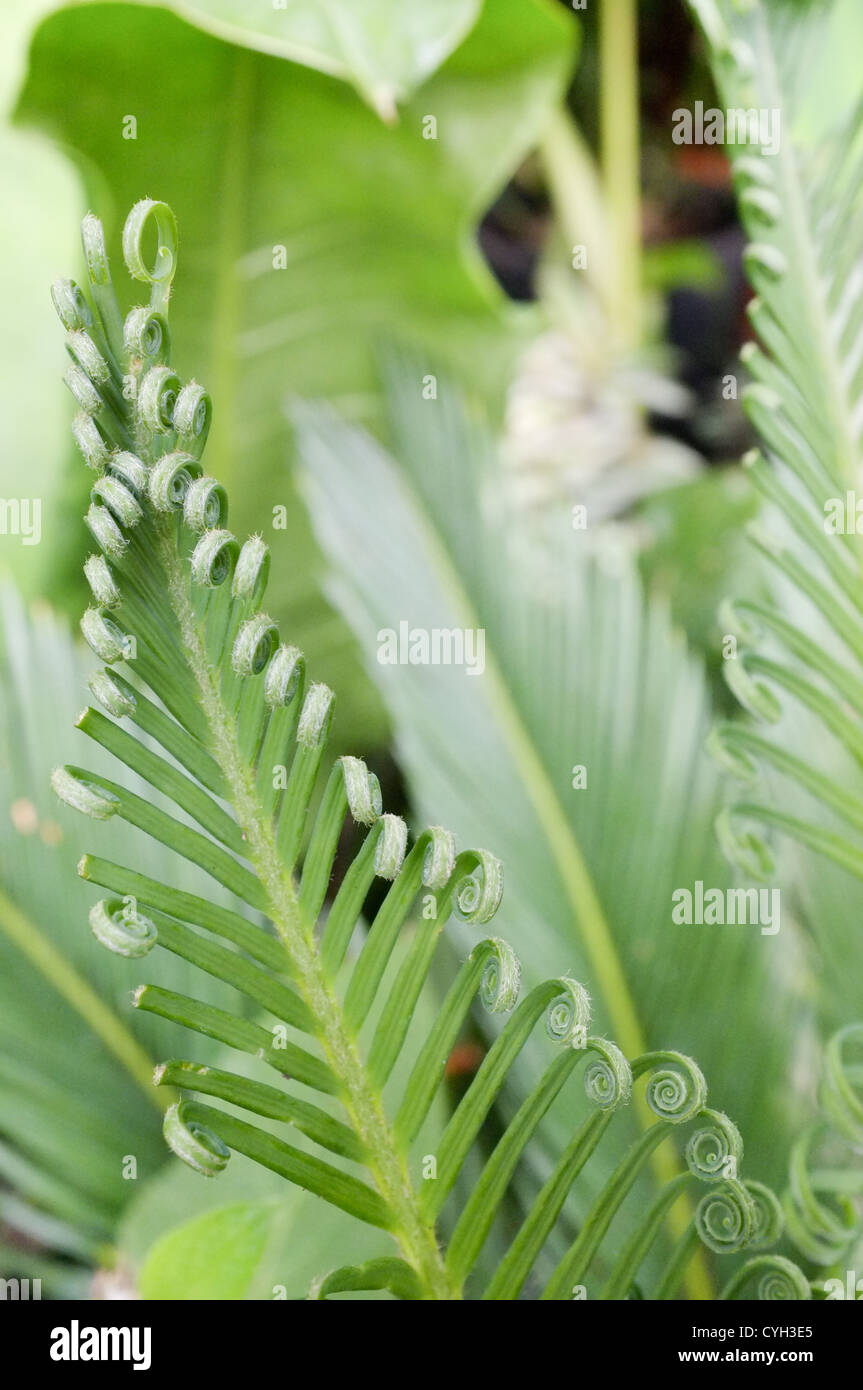 Japanese cycads hi-res stock photography and images - Alamy