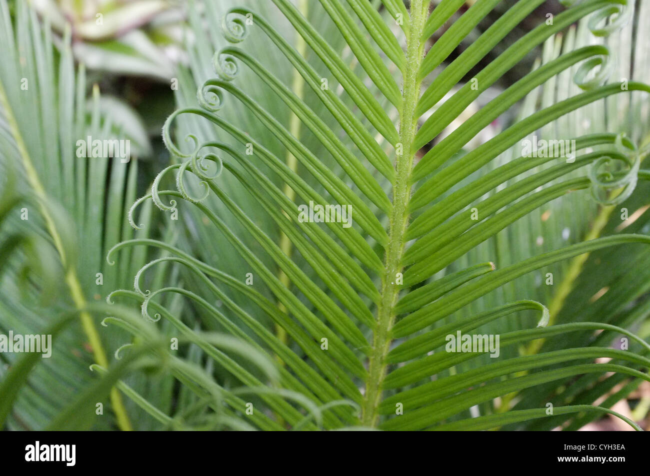 Cycas revoluta (sago cycad Japanese sago palm) which is 'flushing' with ...