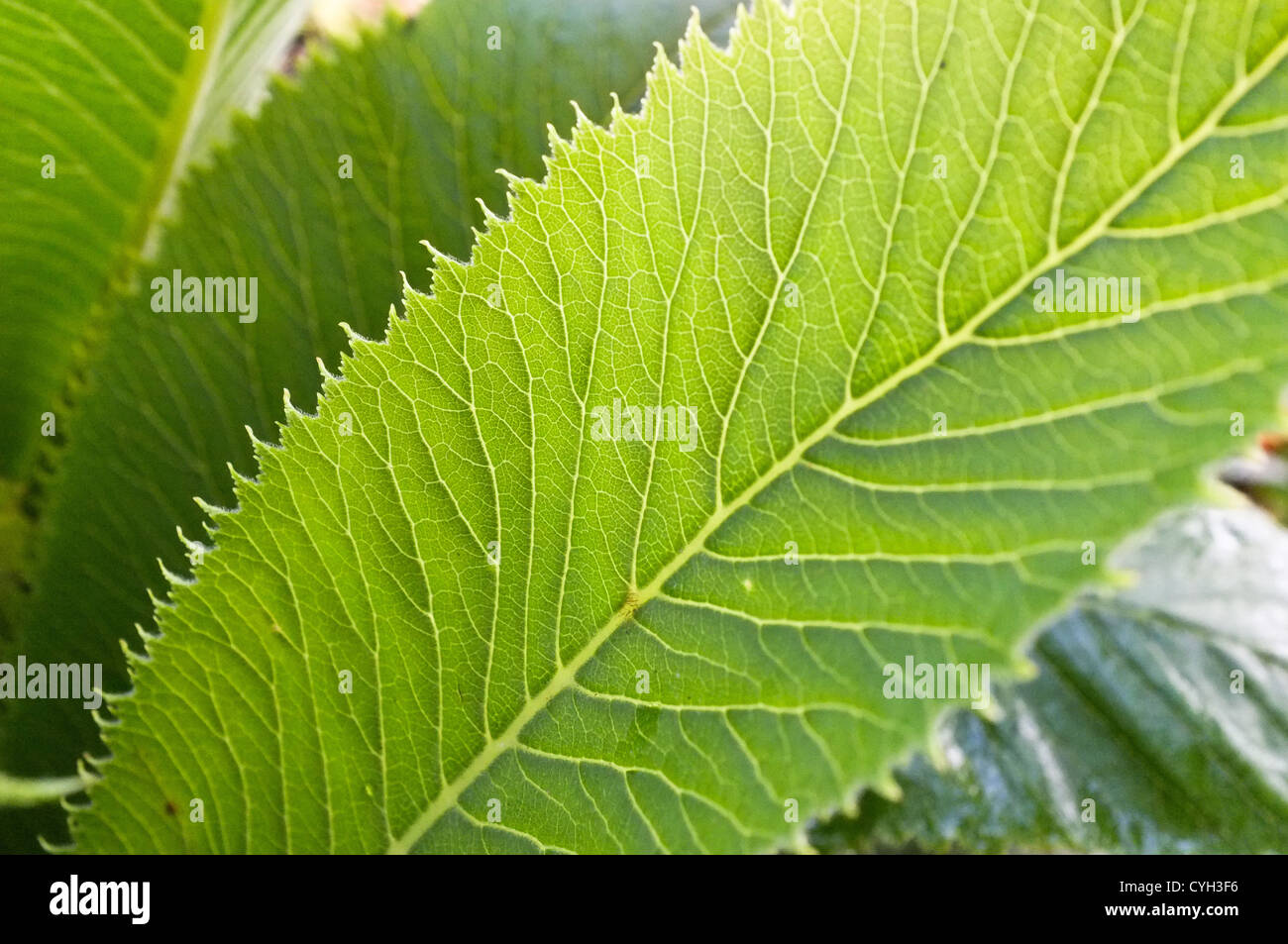Musschia wollastonii - Madeira Giant Bellflower - Leaf detail Stock ...