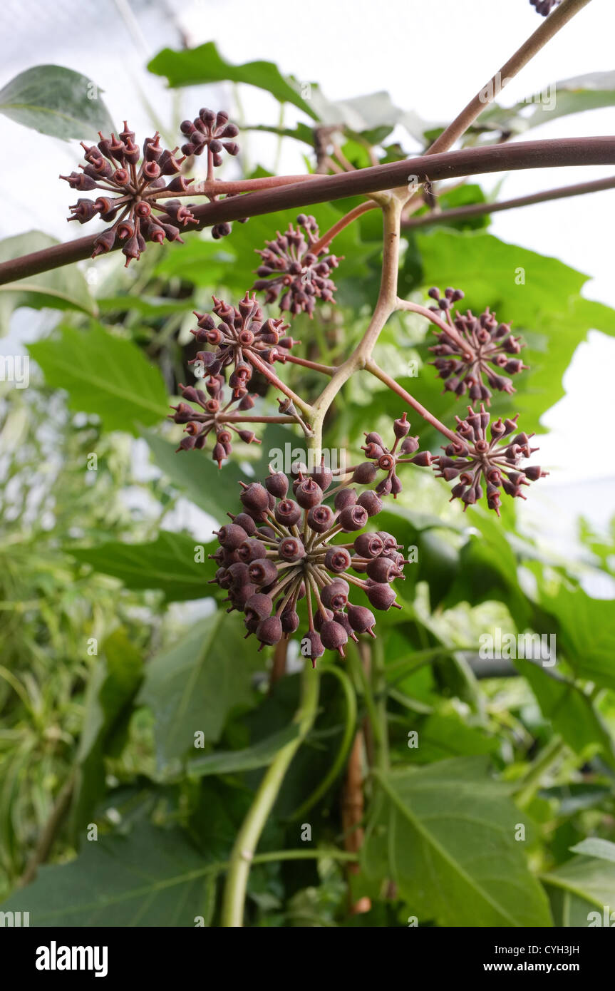Seed pods detail hi-res stock photography and images - Alamy