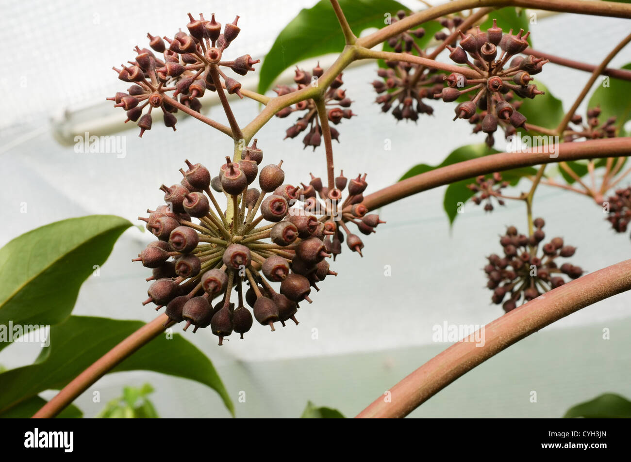 Seed pods detail hi-res stock photography and images - Alamy