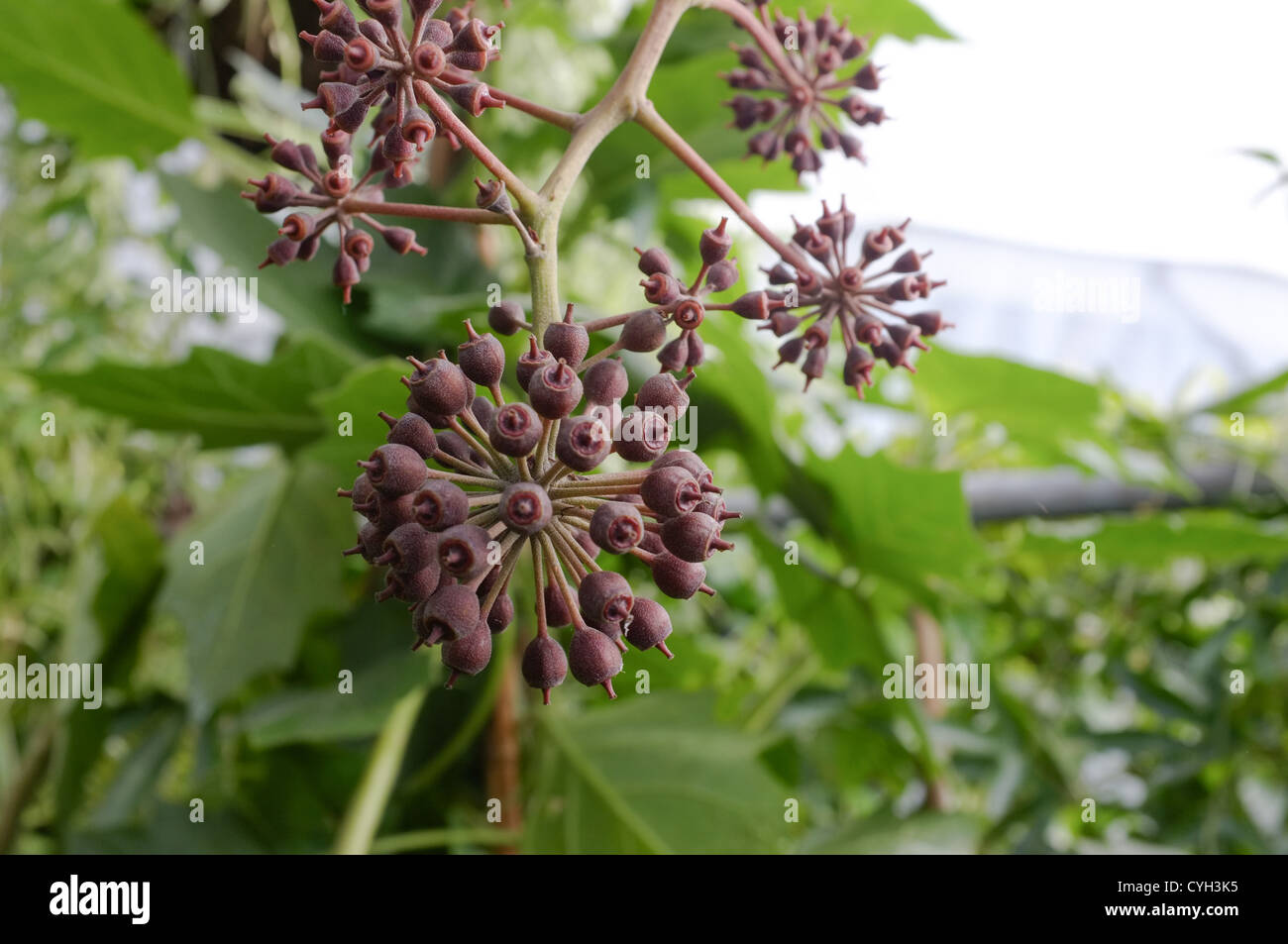 Seed pods detail hi-res stock photography and images - Alamy