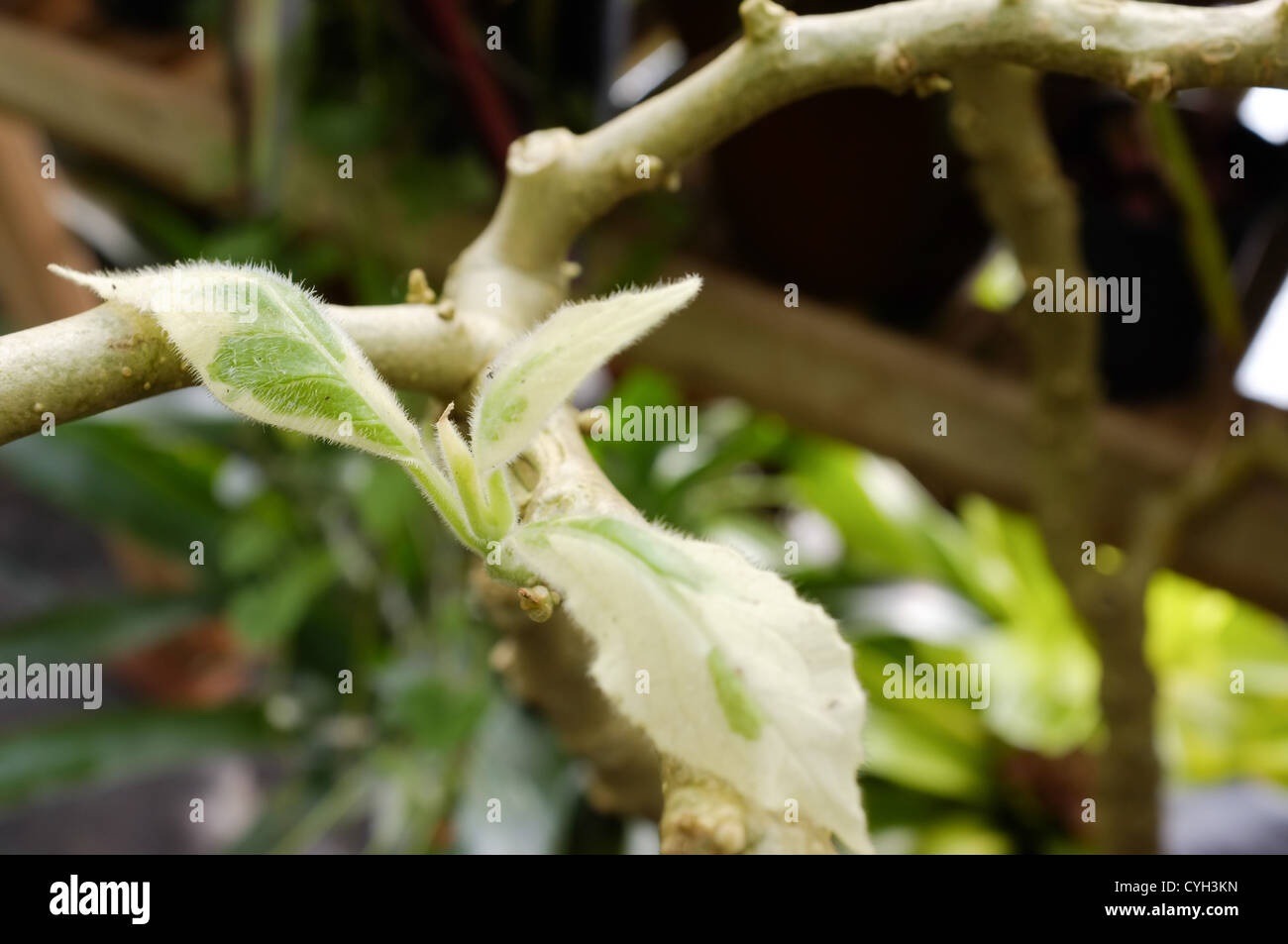 Brugmansia snowbank variegated leaf detail - Angel Trumpet Stock Photo ...
