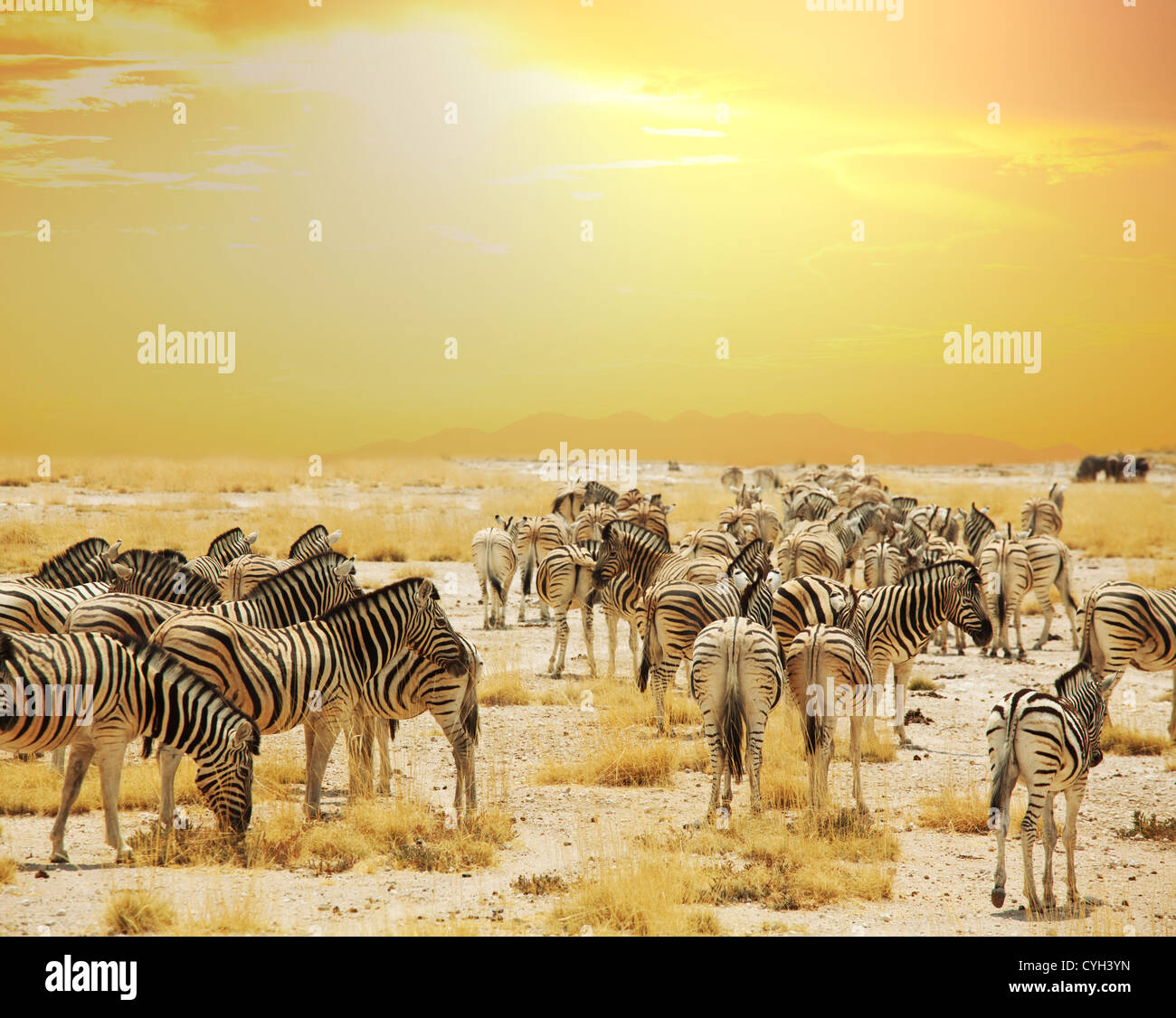 zebras at sunset Stock Photo - Alamy