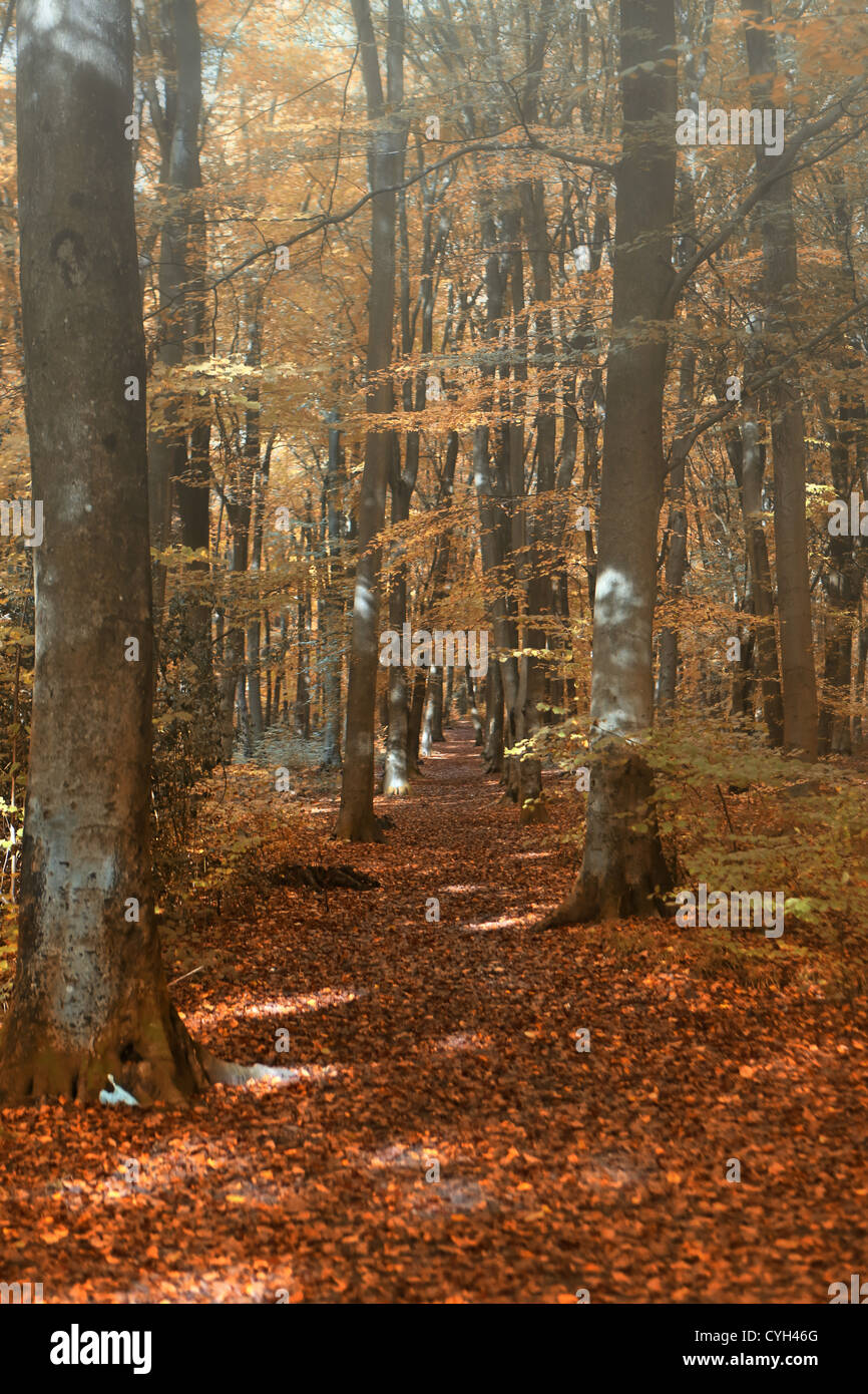 Pathway through the woods in autumn (fall Stock Photo - Alamy