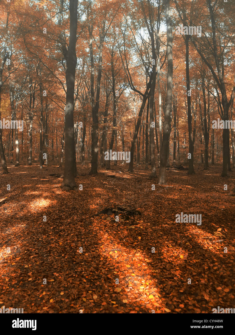 Hampshire and woods hi-res stock photography and images - Alamy