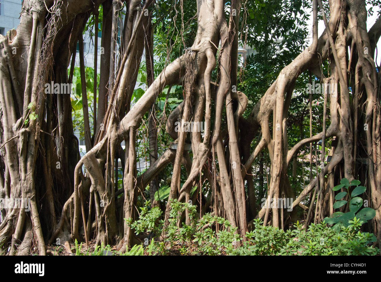 Chinese banyan tree hi-res stock photography and images - Alamy