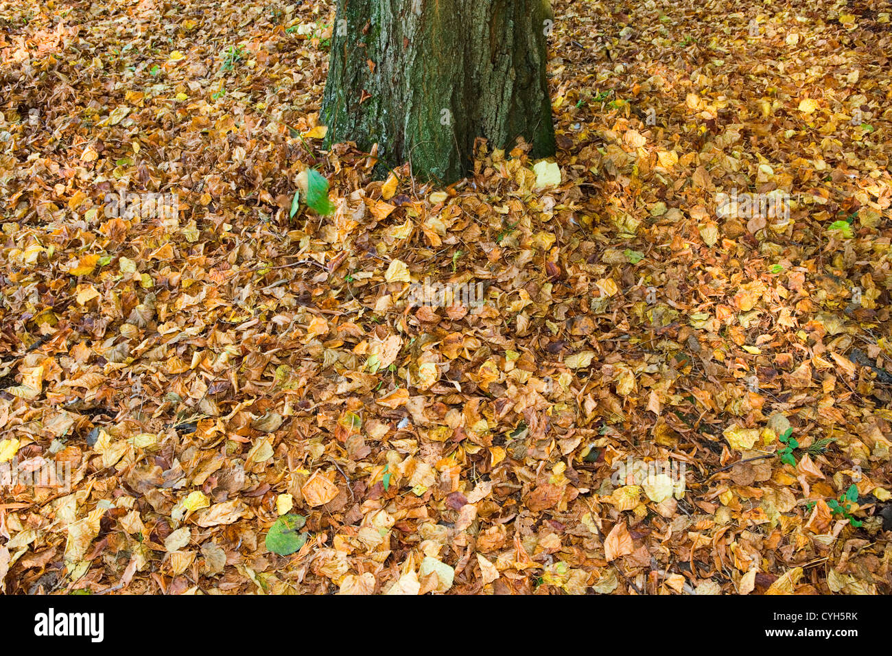 Tree trunk fallen leaf hi-res stock photography and images - Alamy
