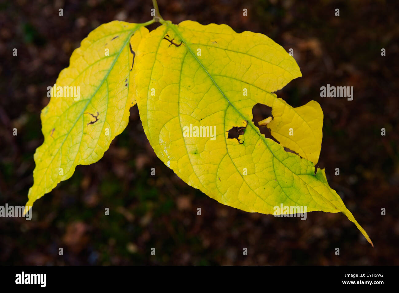 Two yellow Autumn leaves Stock Photo - Alamy