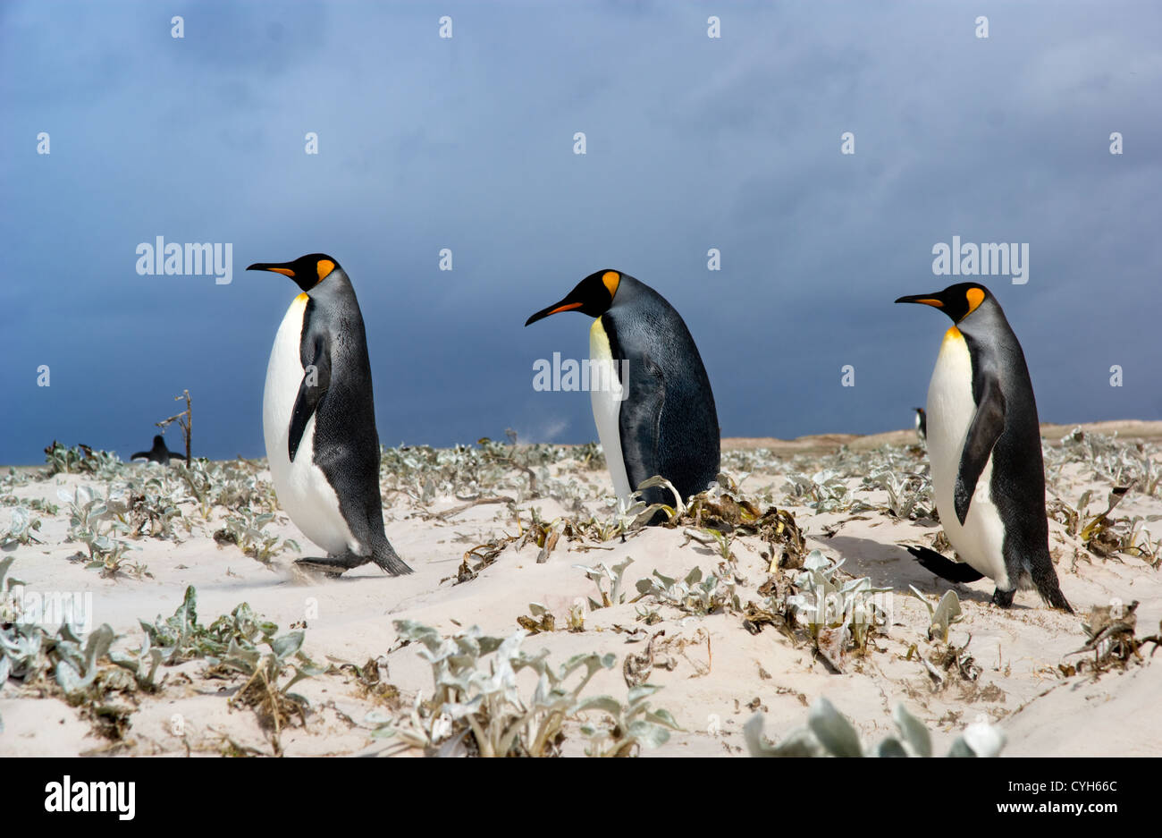 Follow leader hi-res stock photography and images - Alamy