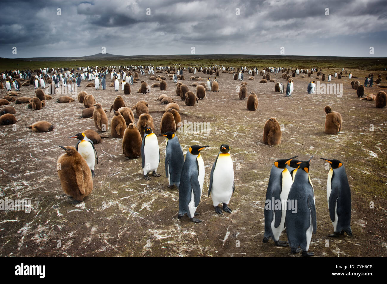 Colony penguins hi-res stock photography and images - Alamy