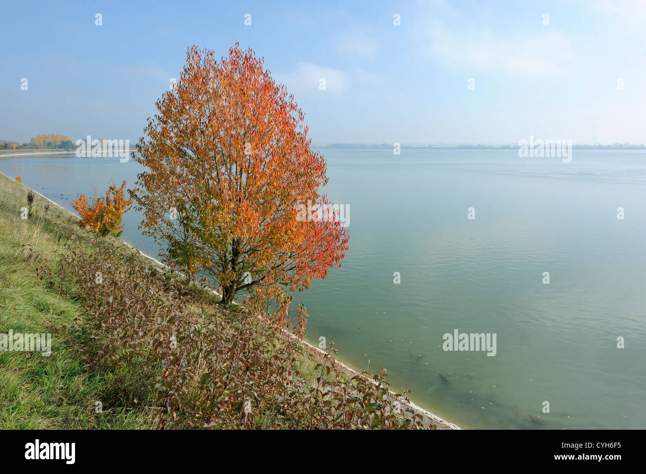 autumn tree at reservoir on a sunny day; Ismaning, Germany Stock Photo ...