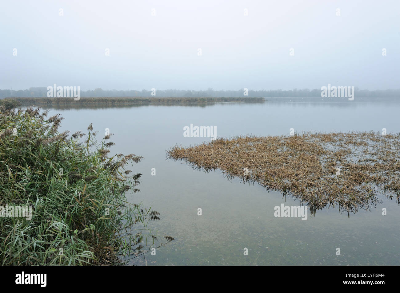 reed islands in misty lake Stock Photo - Alamy