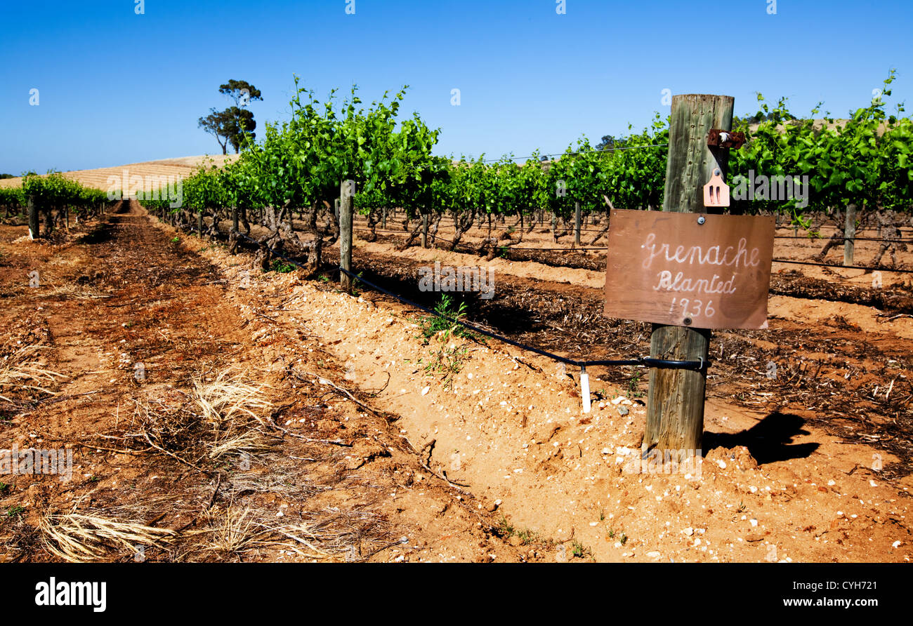 Barossa australia grenache hi-res stock photography and images - Alamy