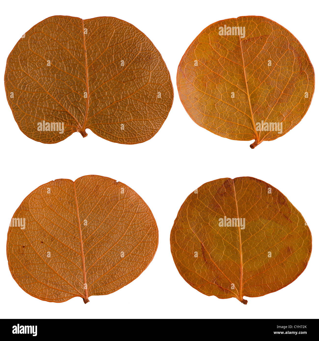 Autumn leaves isolated on white background Stock Photo - Alamy
