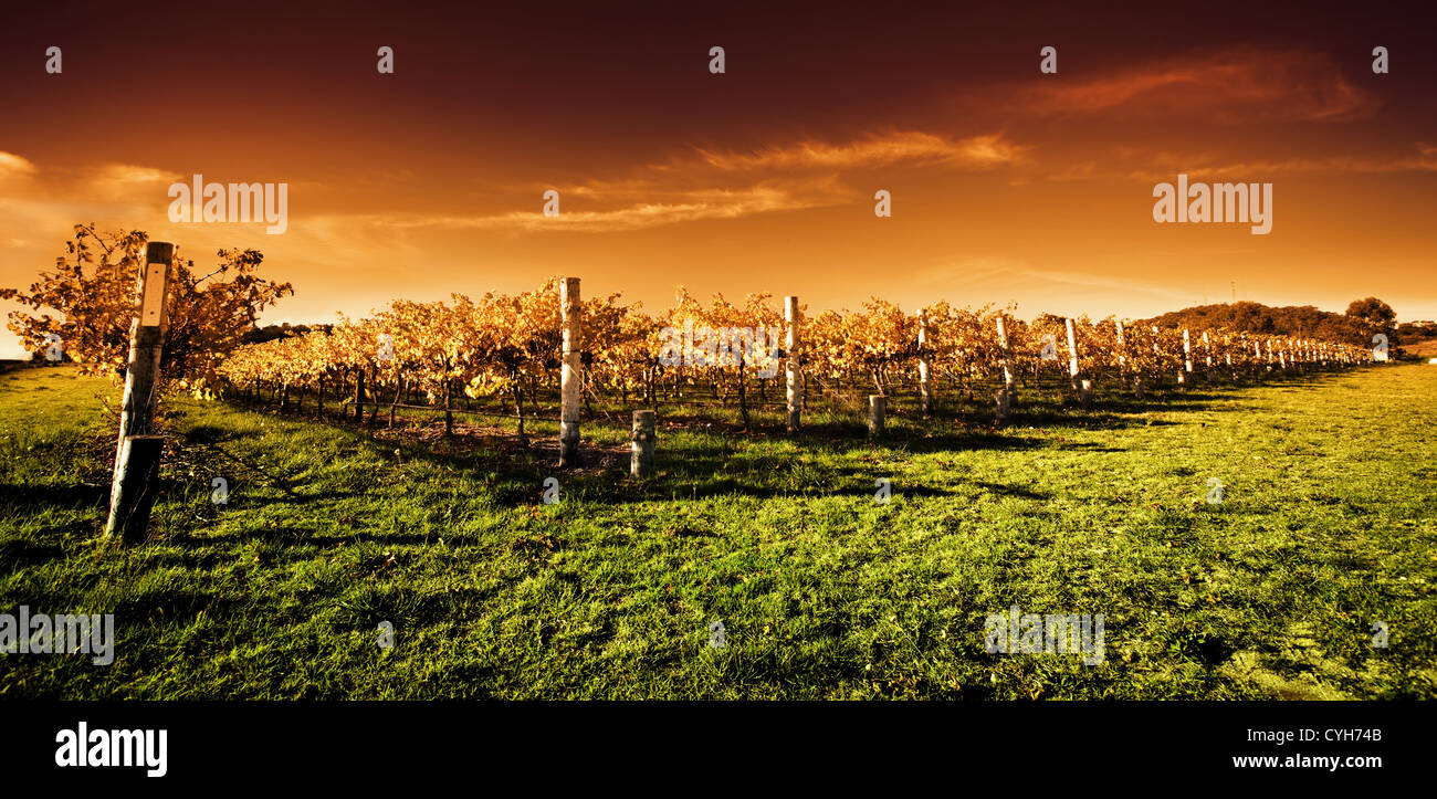 Vineyard at sunset, australia hi-res stock photography and images - Alamy