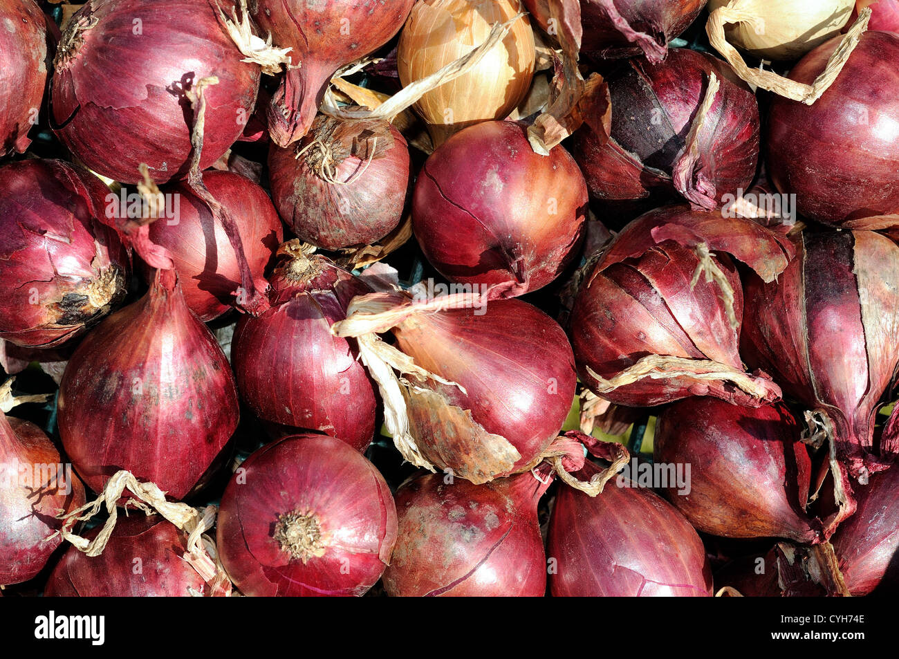 Close up of home grown red onions Stock Photo - Alamy