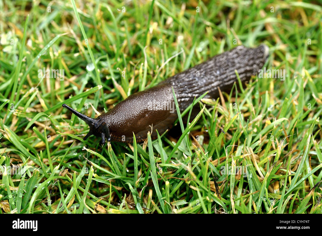 Close up of common garden slug Stock Photo - Alamy