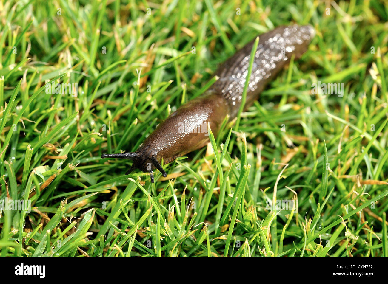 Common garden slug arion distinctus arion hi-res stock photography and ...