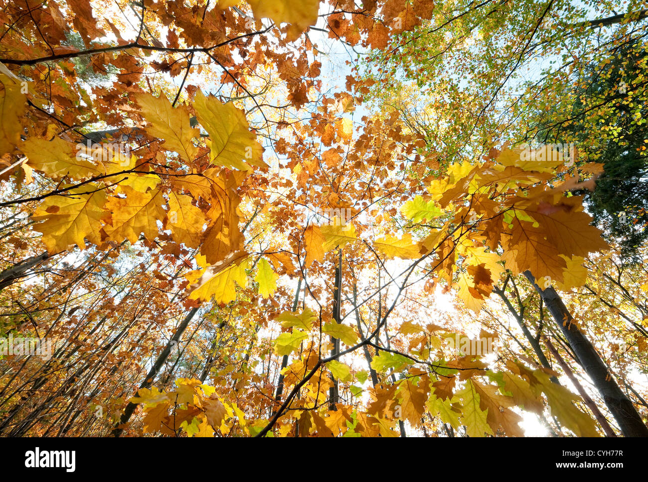 colourful autumn leaves in woodland, norfolk, england Stock Photo - Alamy