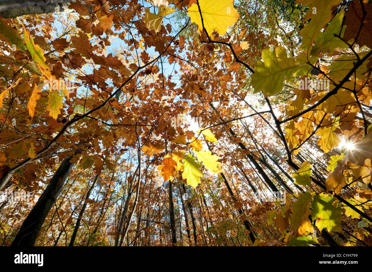 colourful autumn leaves in woodland, norfolk, england Stock Photo - Alamy