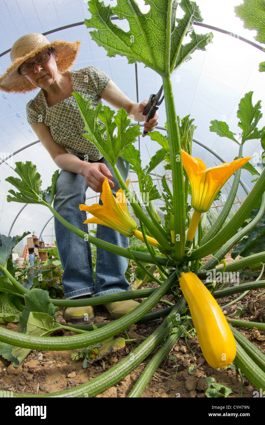 Picking of yellow courgettes 'Gold Rush' (model & property release OK ...