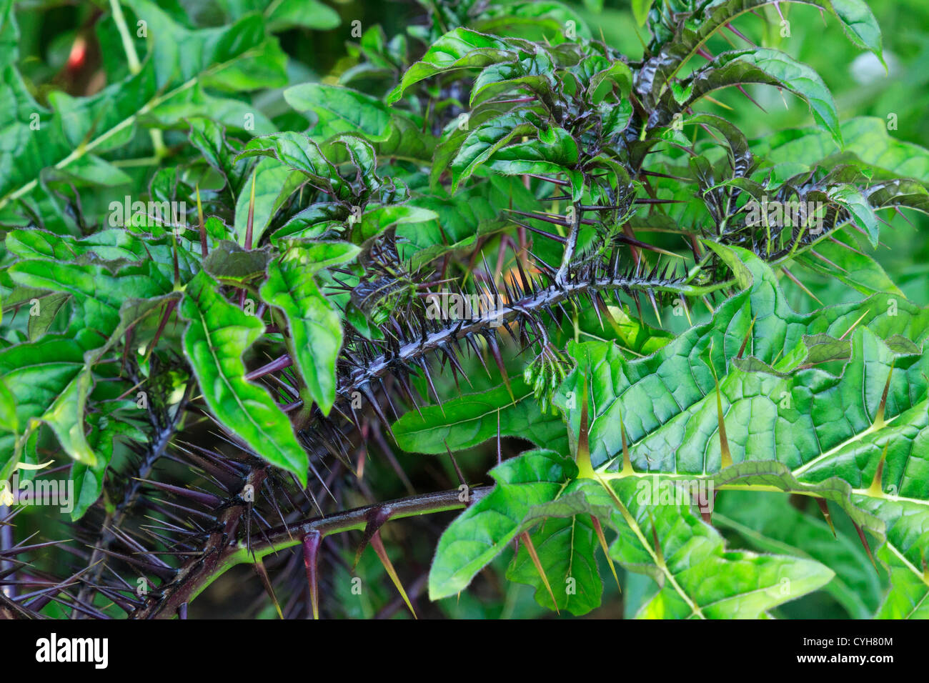 Solanum atropurpureum, Malevolence, Purple Devil or Five-Minute Plant ...