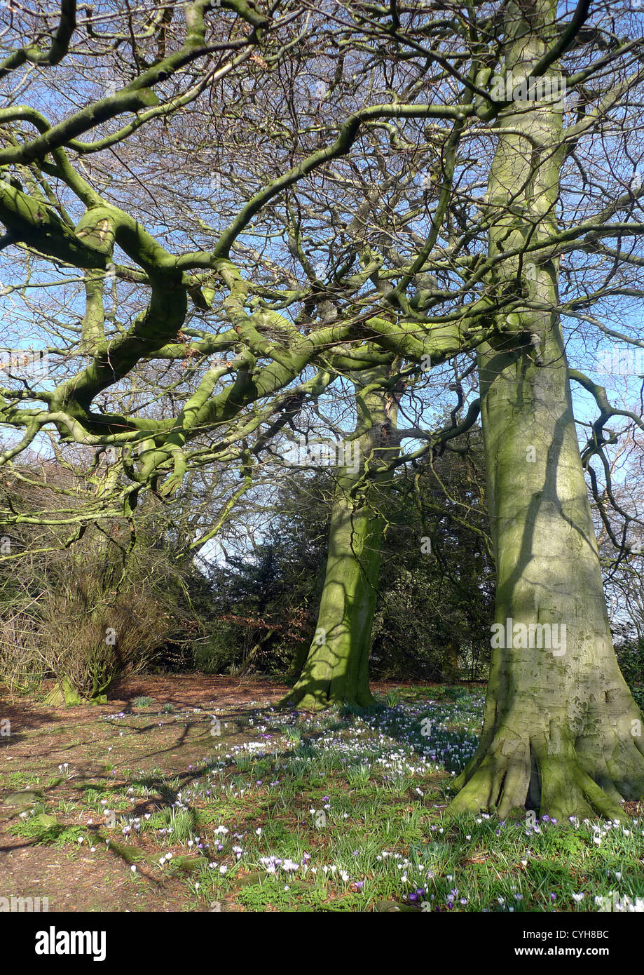 Crocus under a tree hi-res stock photography and images - Alamy