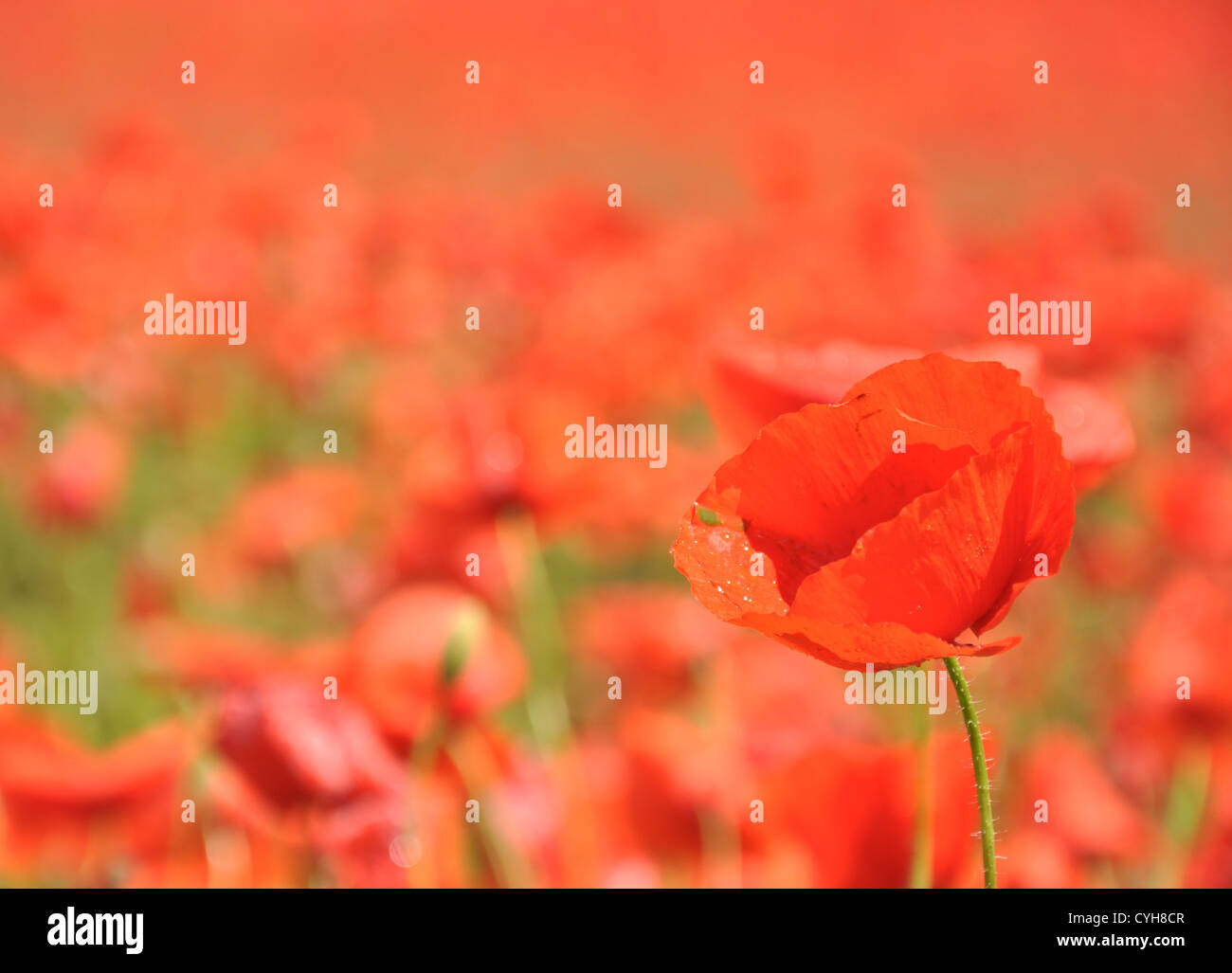 A single poppy in a poppy field Stock Photo - Alamy