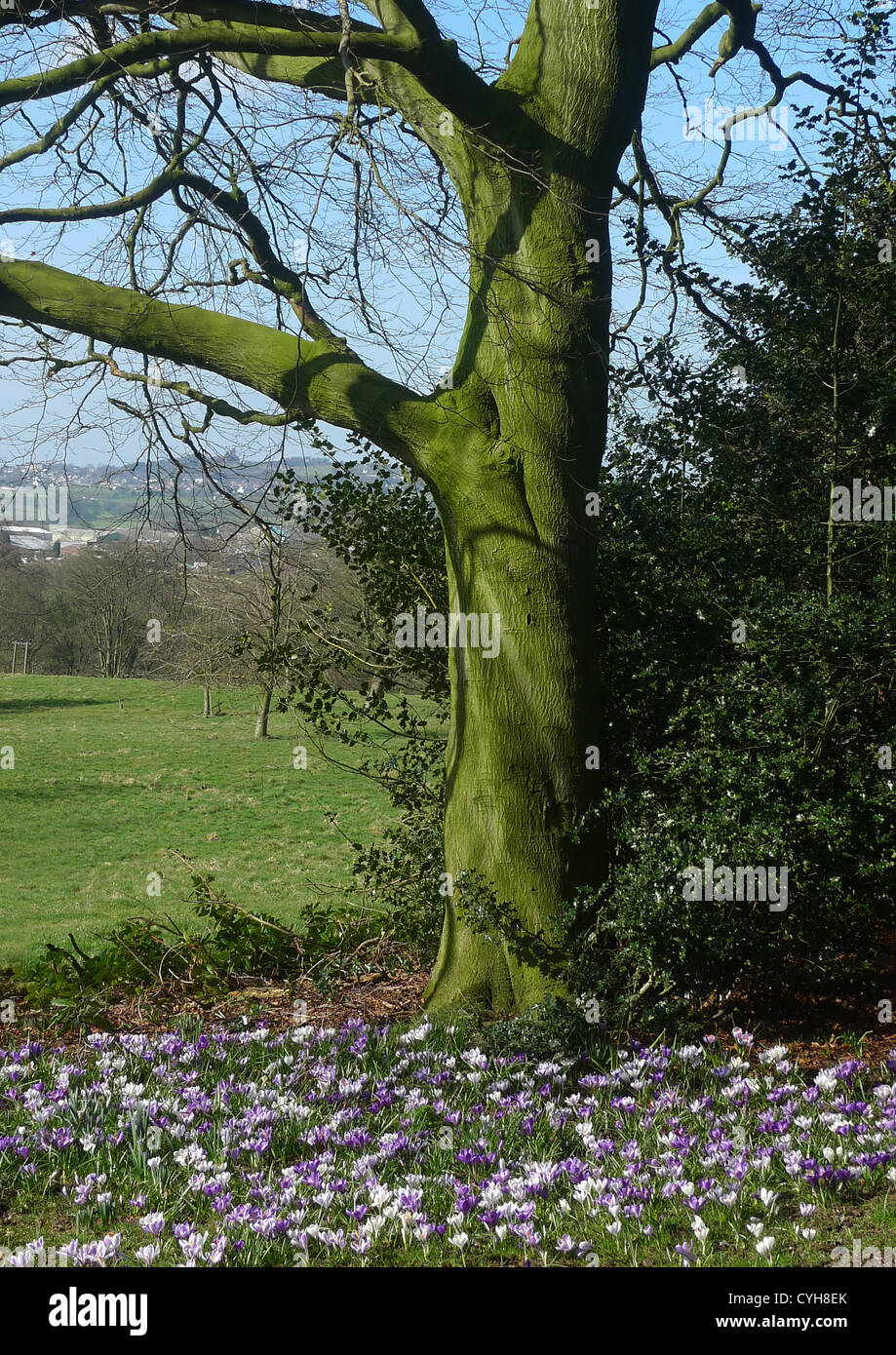 Mass of crocus hi-res stock photography and images - Alamy