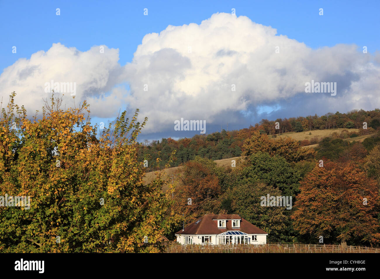Denbies vineyard and Box Hill, Surrey, England Stock Photo - Alamy
