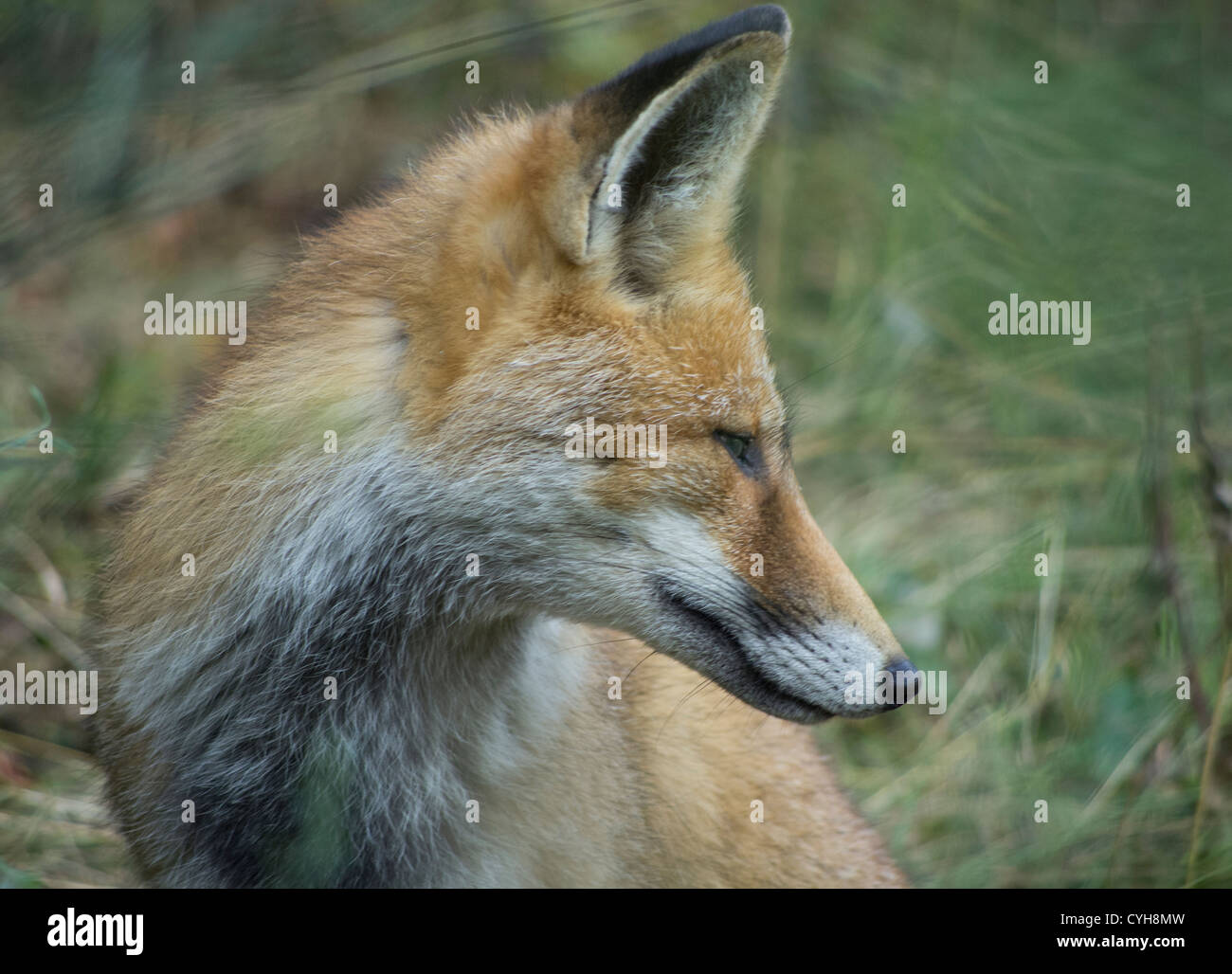 Wild red fox (vulpes vulpes) in Picos de Europa National Park and ...