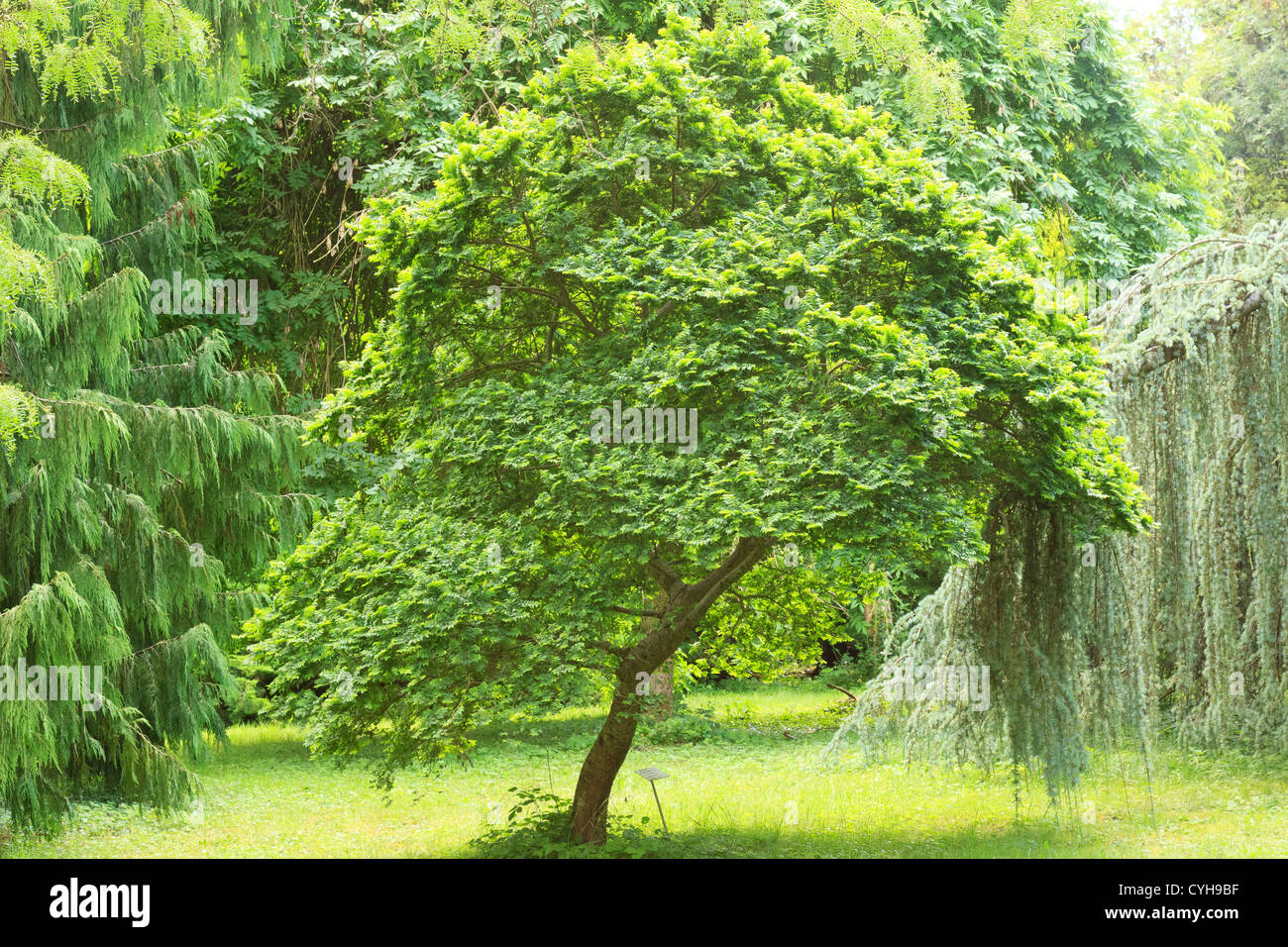 Ulmus hollandica 'Jacqueline Hillier', Dutch Elm 'Jacqueline Hillier ...