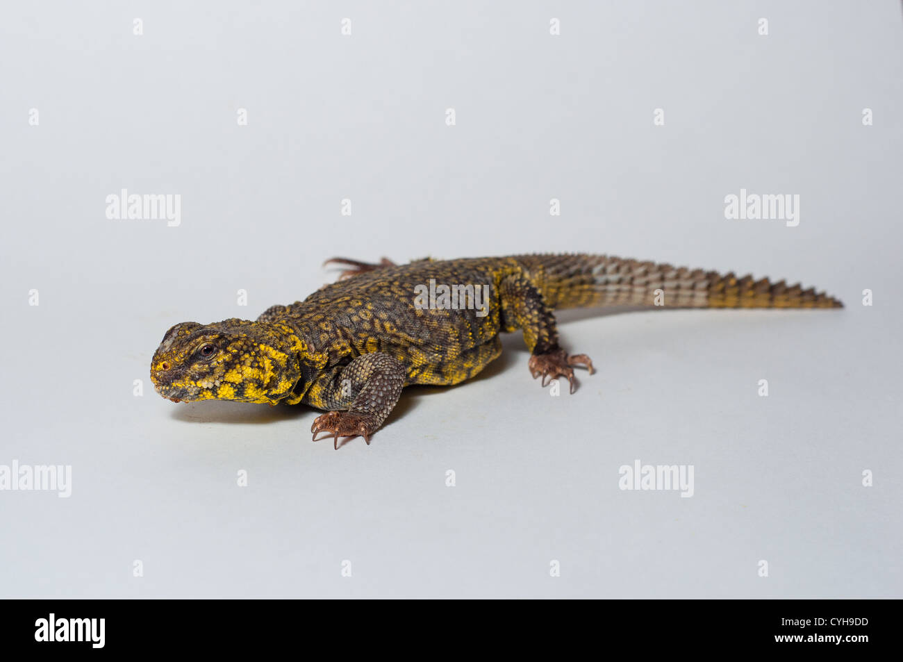 Yellow lizard on white background Stock Photo - Alamy