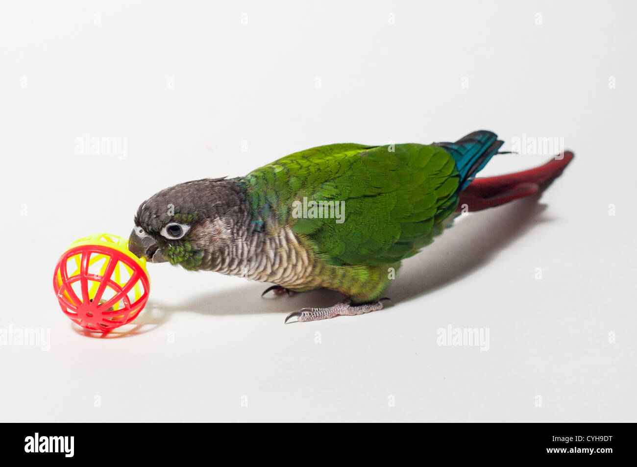Parrot on white background playing with ball Stock Photo - Alamy