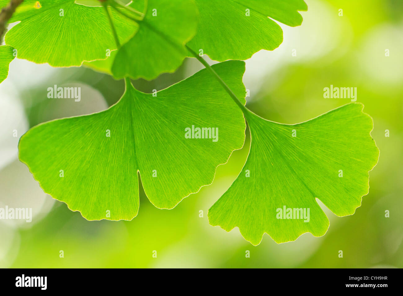 Ginkgo biloba leaves and branches // Ginkgo biloba, rameau et feuilles ...