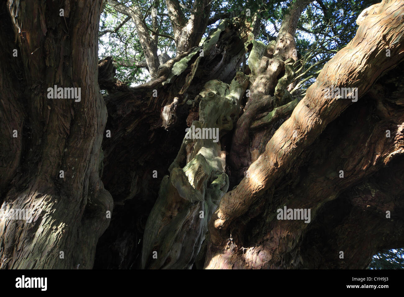 Old yew tree in St. George's churchyard, Crowhurst, Surrey, England ...