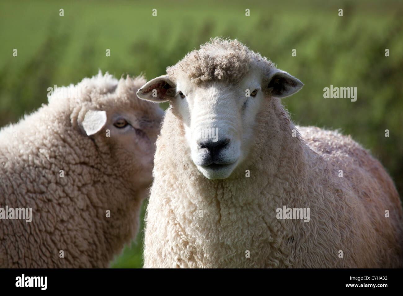 Sheep in Field Stock Photo - Alamy