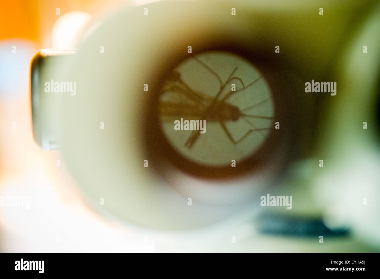 Mosquito in the lens of a microscope Stock Photo - Alamy