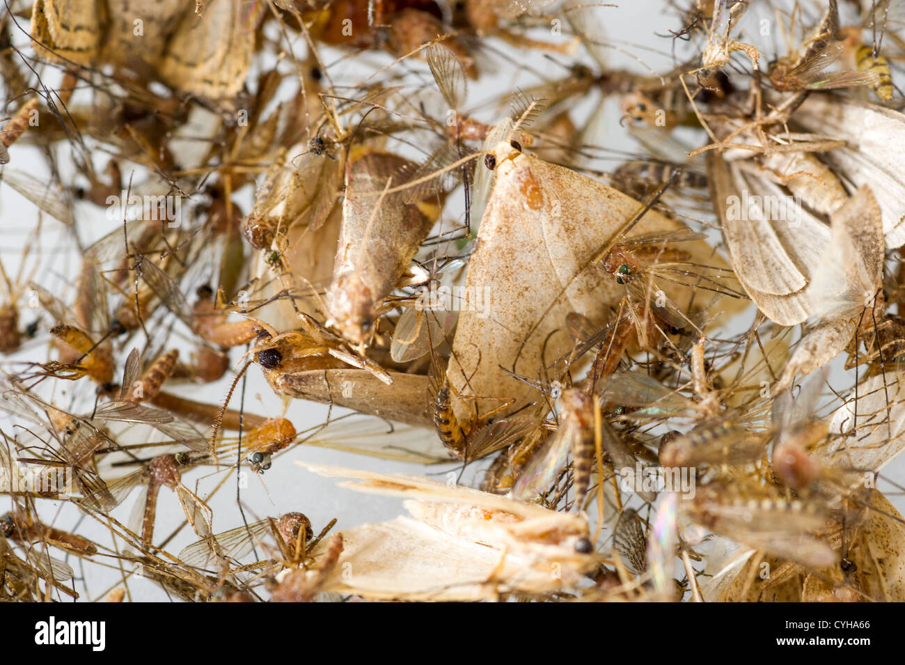 Microscope lab insects hi-res stock photography and images - Alamy