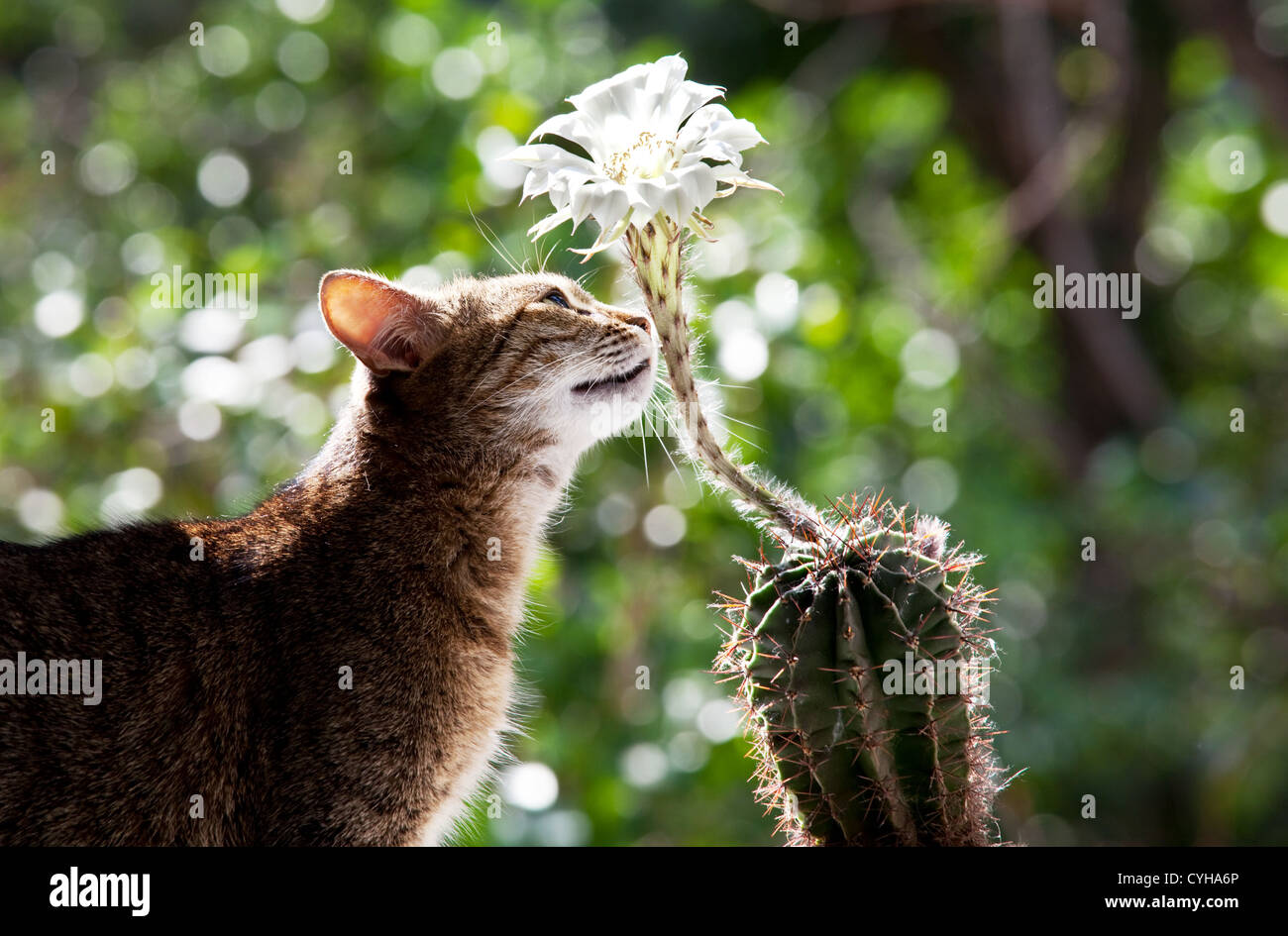 Cactus cat hi-res stock photography and images - Alamy