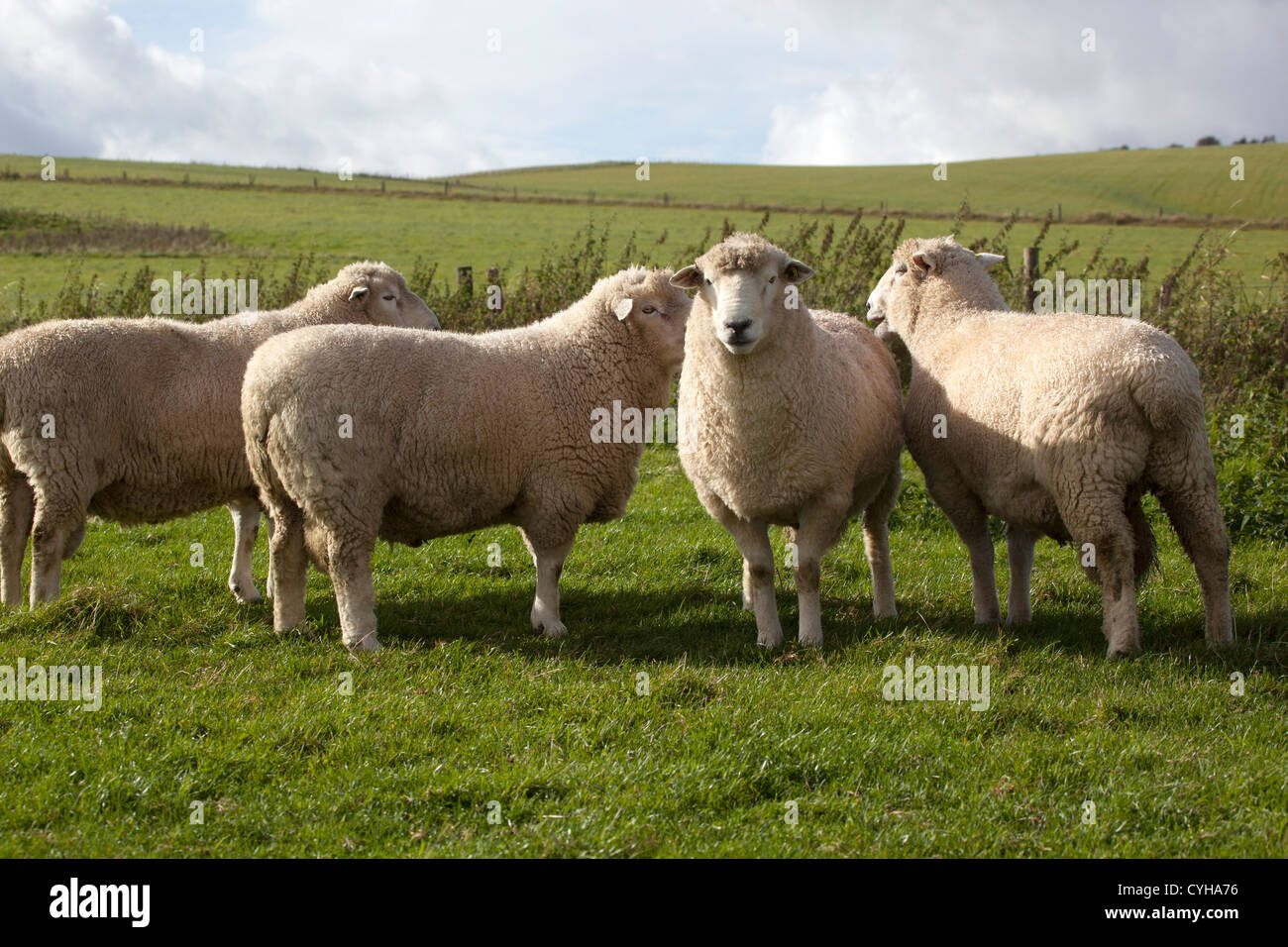 Sheep in Field Stock Photo - Alamy
