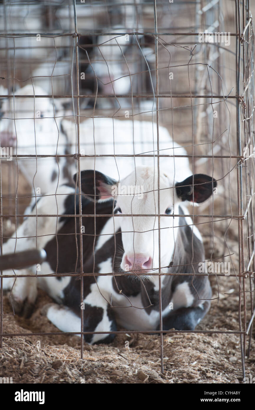 Baby cow barn High Resolution Stock Photography and Images - Alamy