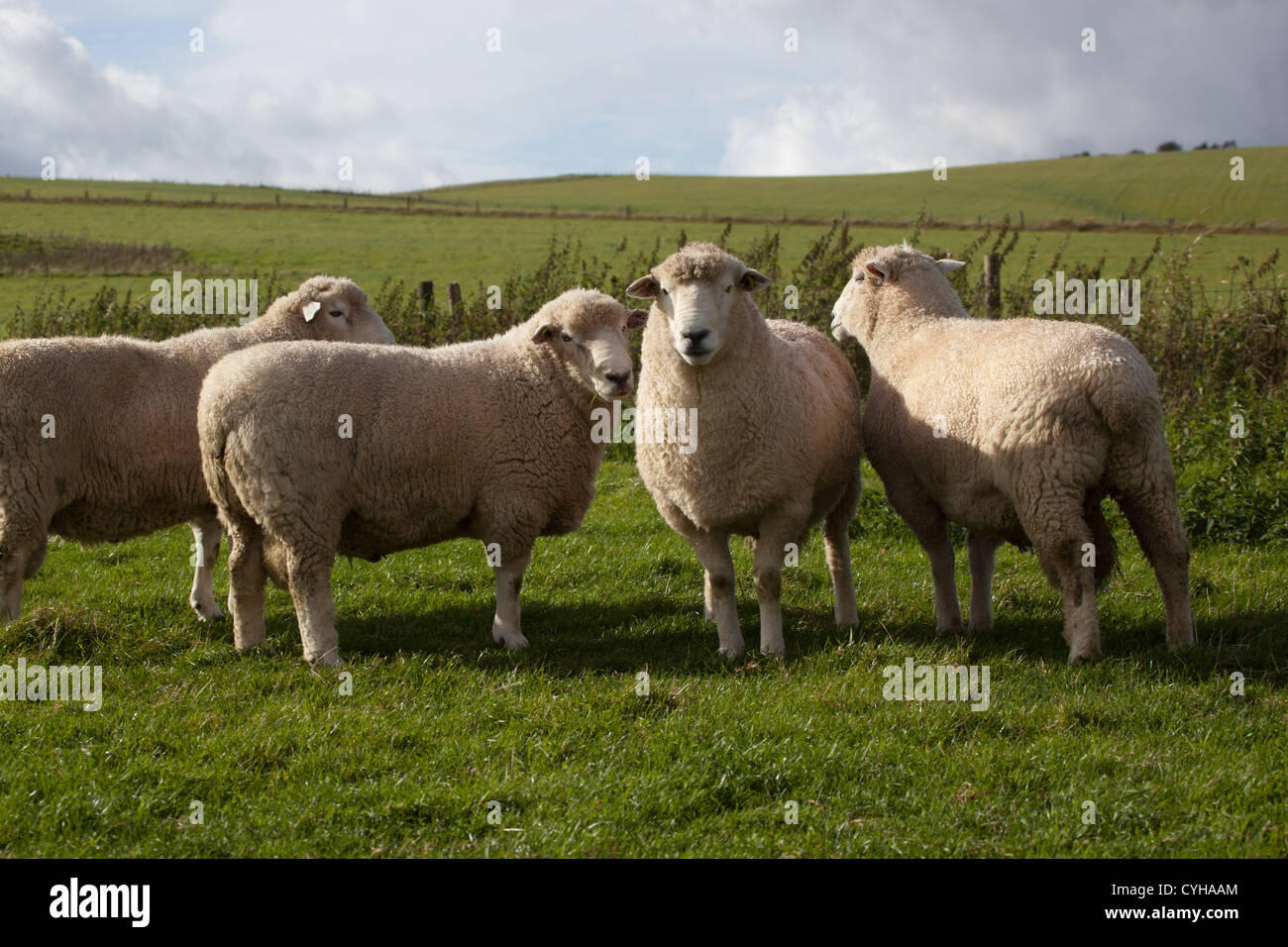 Sheep in Field Stock Photo - Alamy