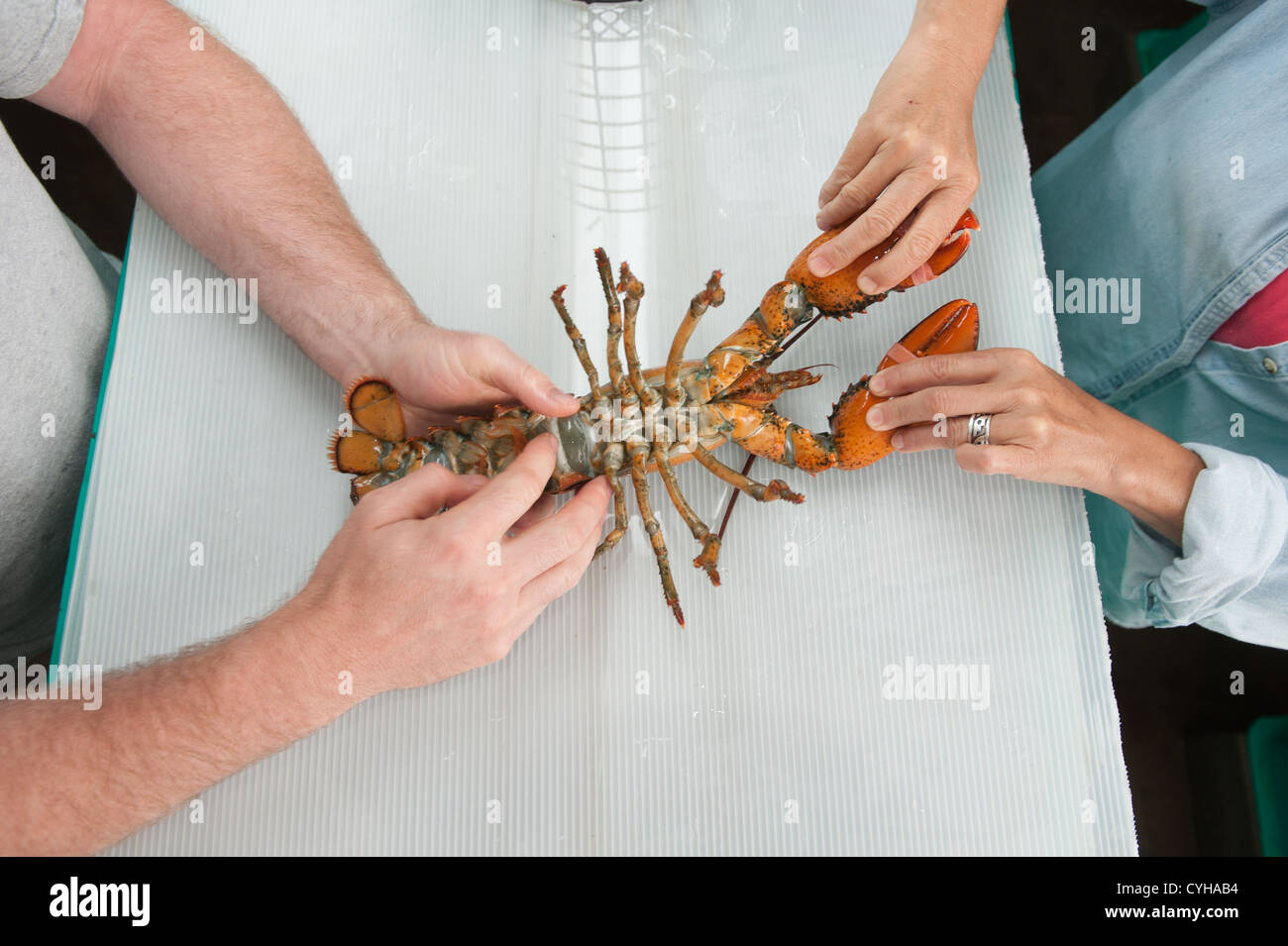 Lobster science hi-res stock photography and images - Alamy