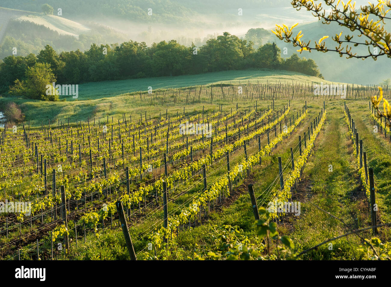 Chianti vineyard landscape in Tuscany, Italy Stock Photo - Alamy