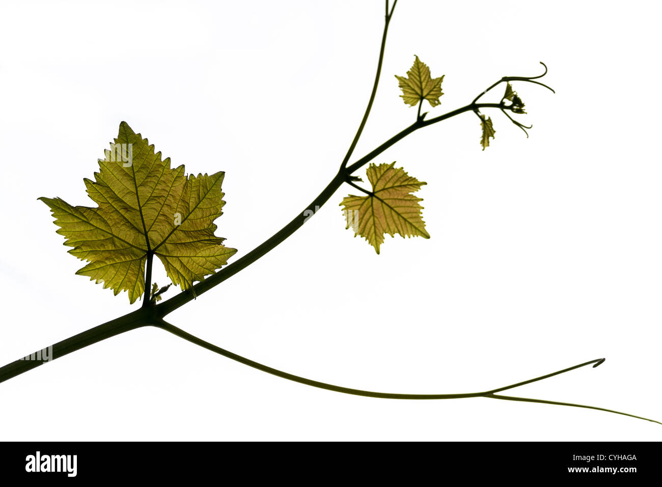 Vine twig hi-res stock photography and images - Alamy