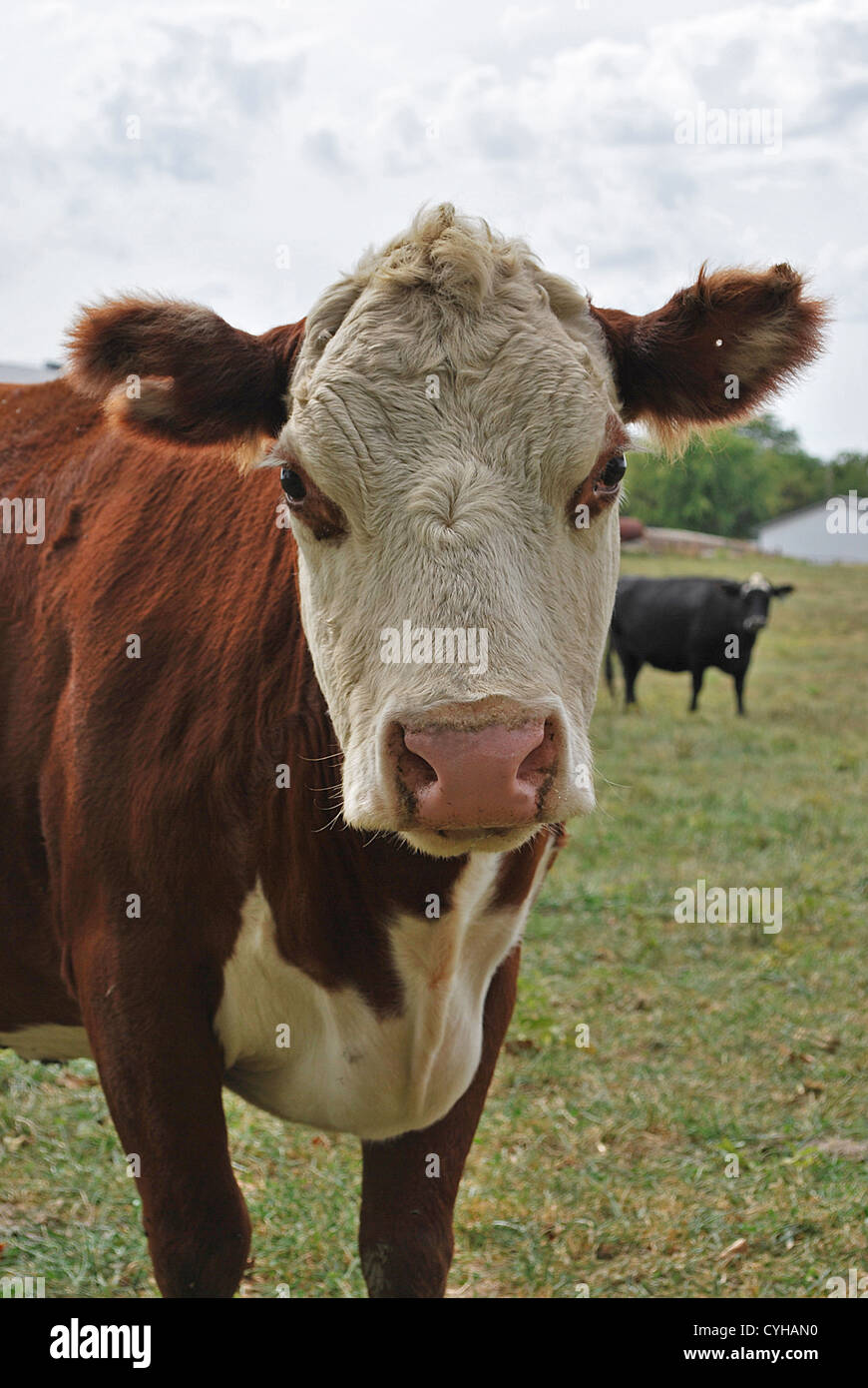 Vertical closeup of beef cow in pasture Stock Photo - Alamy