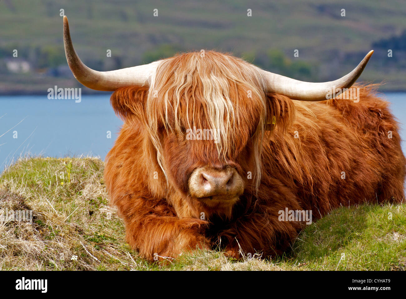 Highland Cow basking in the spring sunshine on the Isle of Mull off the ...