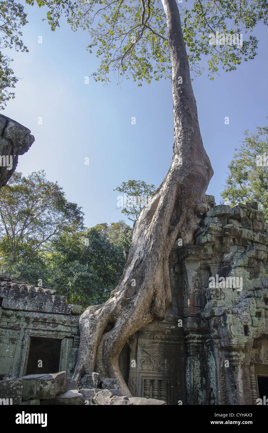 Trees growing over stone tempel buildings in Angkor Wat and Angkor Thom ...